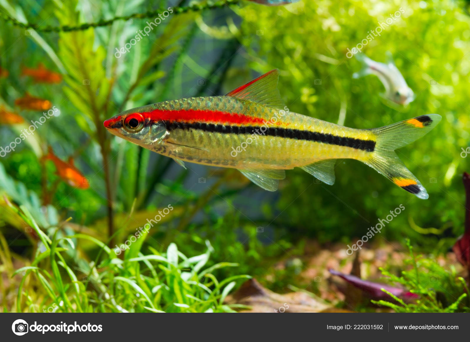 Freshwater Fish Denison's Barb Puntius Denisonii Planted Tropical ...