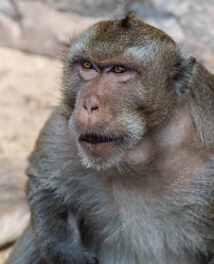 Retrato de monos tienen ojos azules y naranja de una cara de mono en un ...