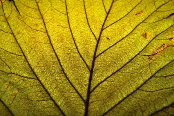 Leaf under microscope Stock Photos, Royalty Free Leaf under microscope ...