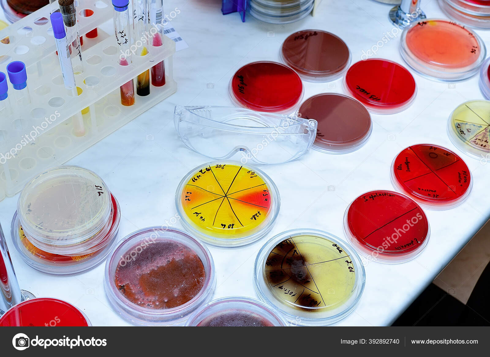 Petri Dish Microbiological Laboratory Mold Fungal Cultures Bacterial ...