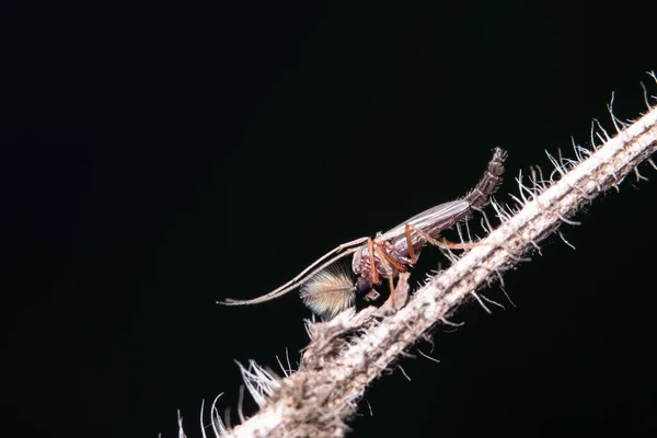 Armored insects Stock Photos, Royalty Free Armored insects Images ...