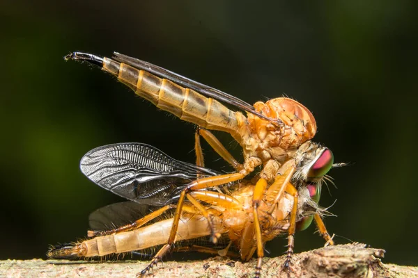 Insectos hematófagos Stock Photos, Royalty Free Insectos hematófagos ...