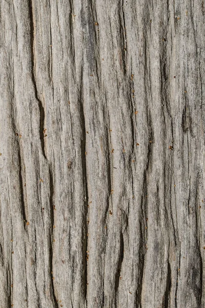 Textura del tronco de madera Stock Photos, Royalty Free Textura del ...