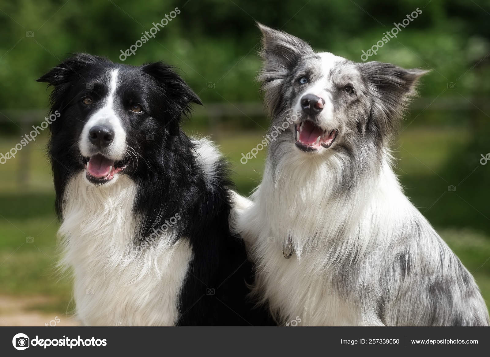 Why Border Collies Are The Best