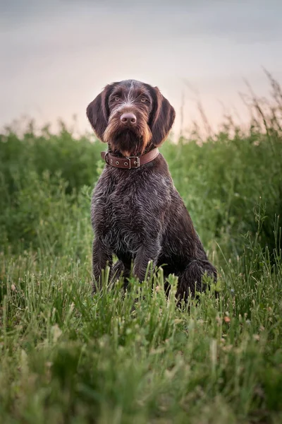 Deutsch drahthaar Stock Photos, Royalty Free Deutsch drahthaar Images ...