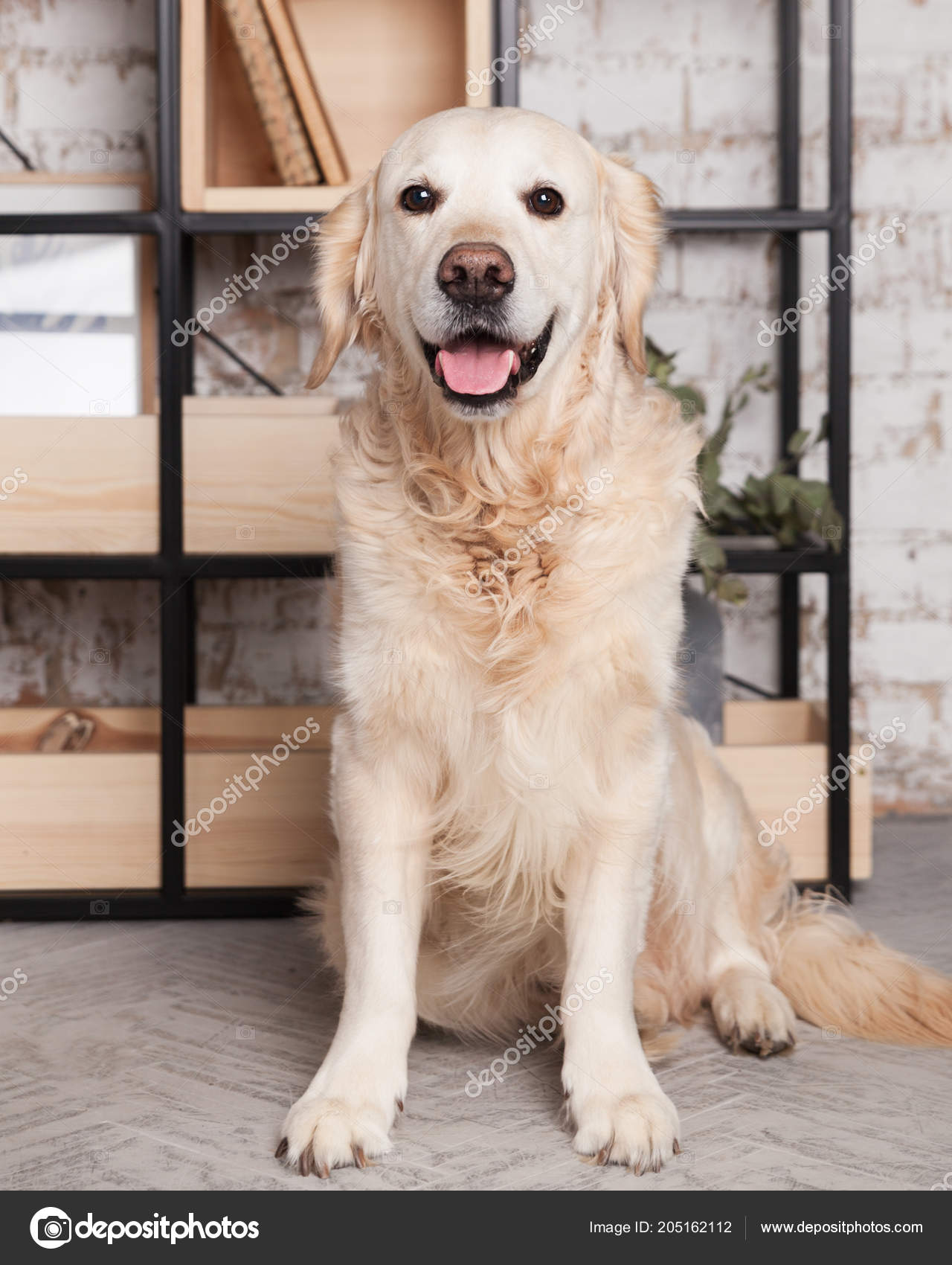 Happy Golden Retriever Dog Loft Modern Living Room — Stock Photo ...