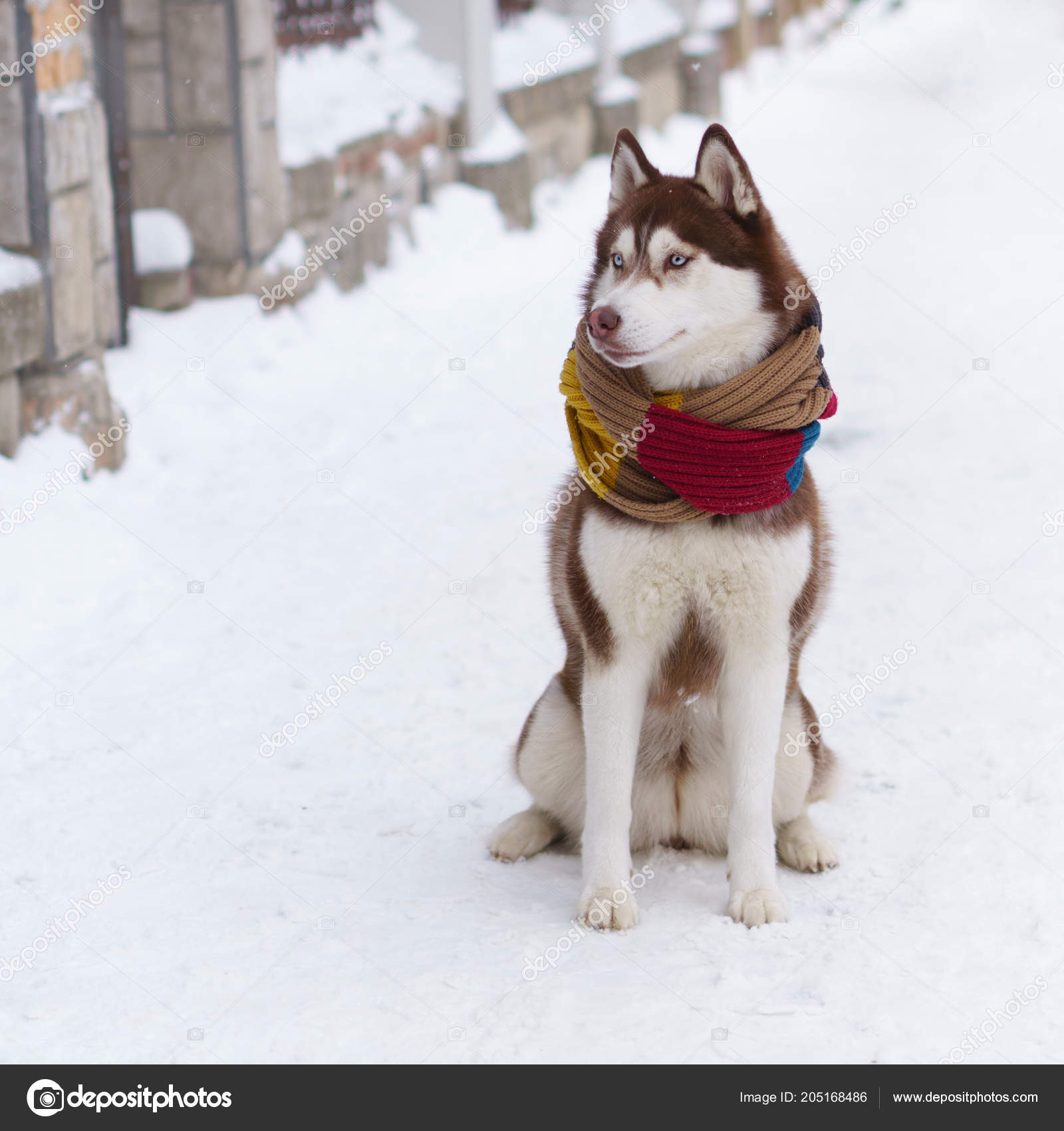 How Cold Is To Cold For A Husky