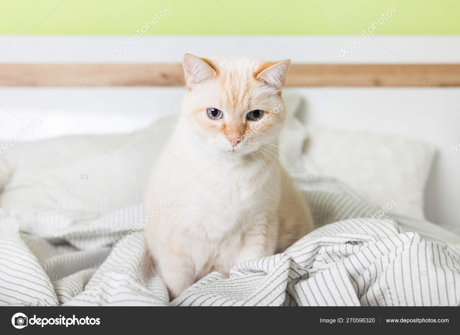Light Ginger Cat