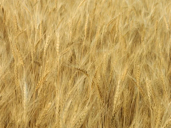 Blonde wheat Stock Photos, Royalty Free Blonde wheat Images | Depositphotos