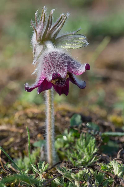 Native Denmark Flowers | Best Flower Site