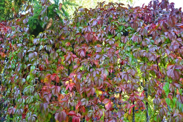Arbusto con hojas rojas Stock Photos, Royalty Free Arbusto con hojas ...