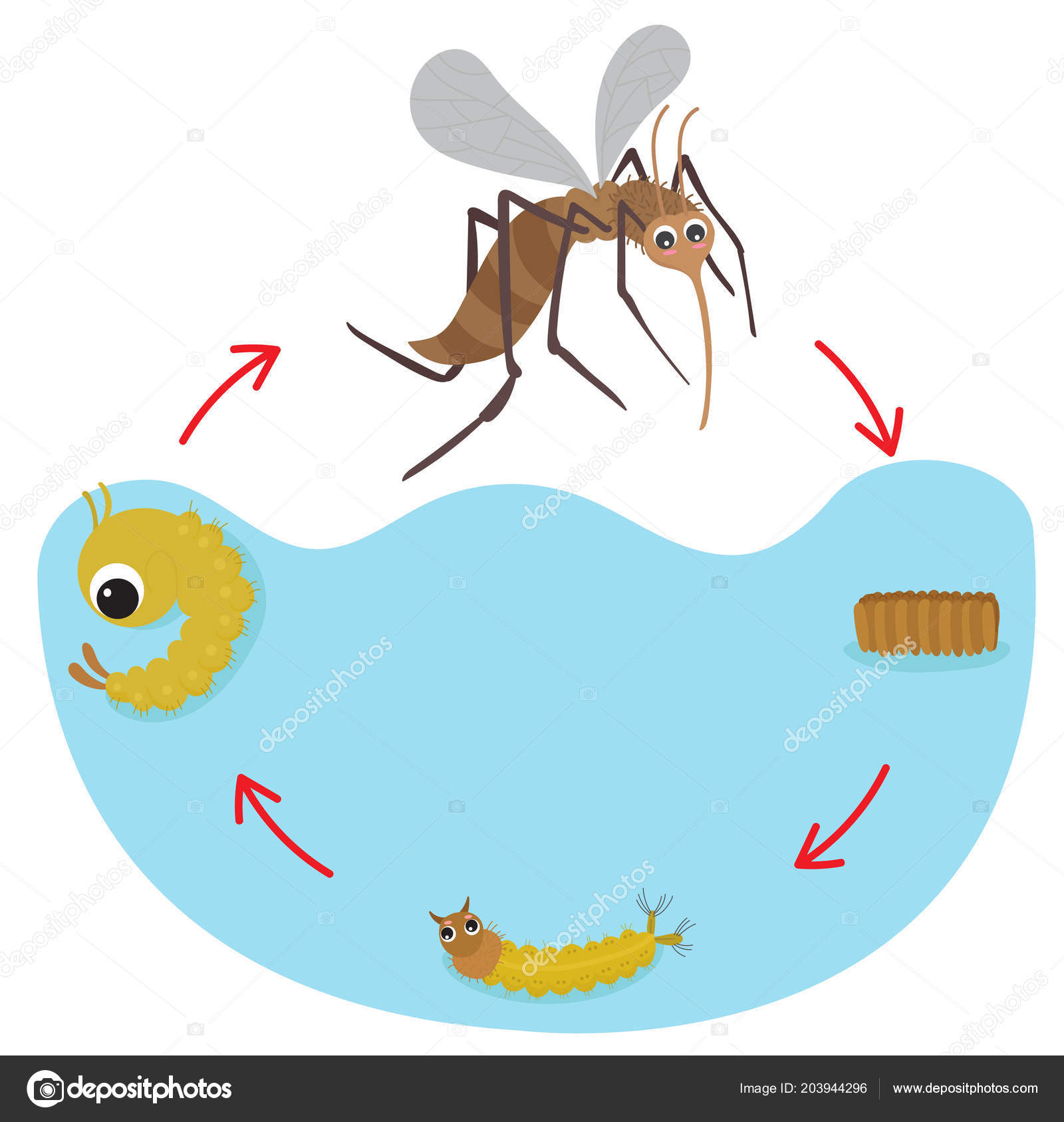 Mosquito Life Cycle Clipart