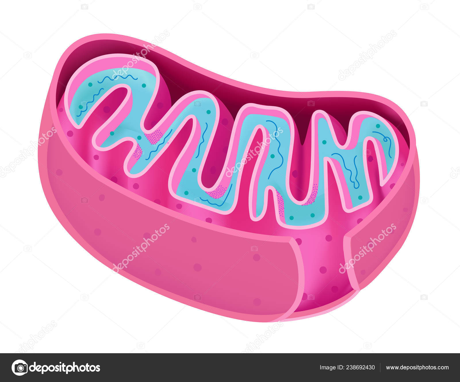 Simple Mitochondria