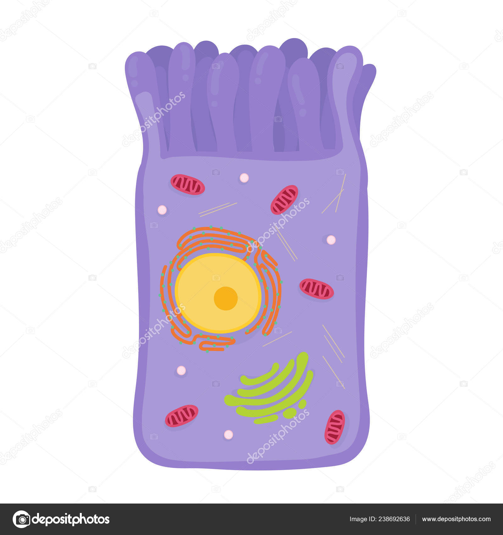 Célula Intestinal Corpo Humano Vetor de ©Achiichiii 238692636