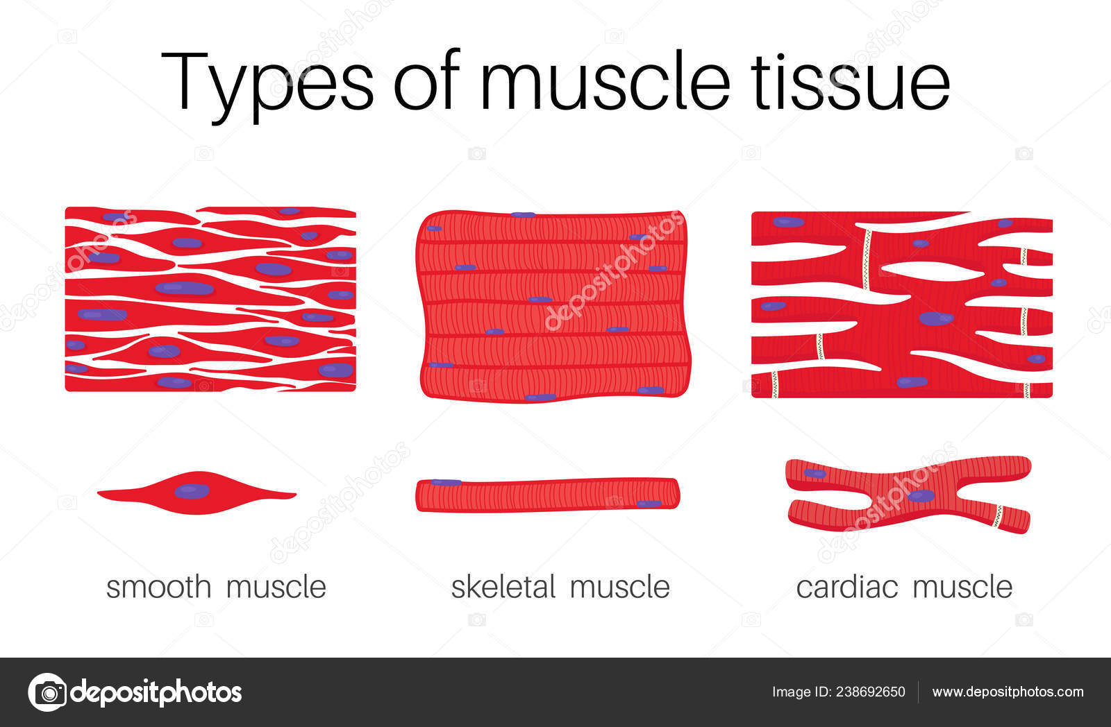 Illustration Types Muscle Tissue Stock Vector by ©Achiichiii 238692650
