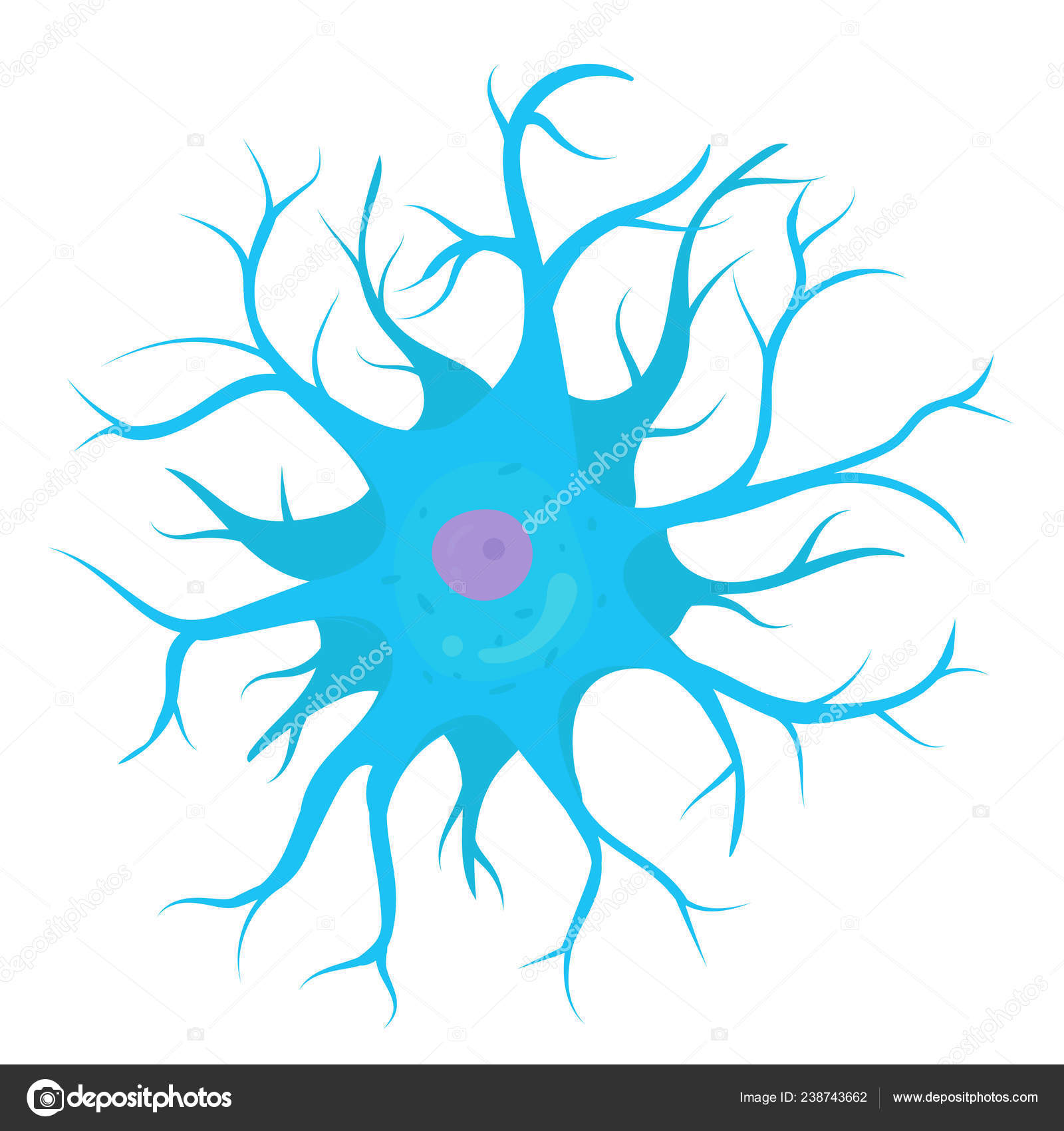 Célula Neurona Anaxónica Vector de stock #238743662 de ©Achiichiii