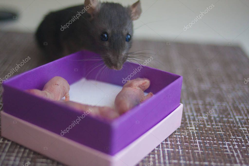 ratas niños. el ratón recién nacido es pequeño. símbolo de la 2023