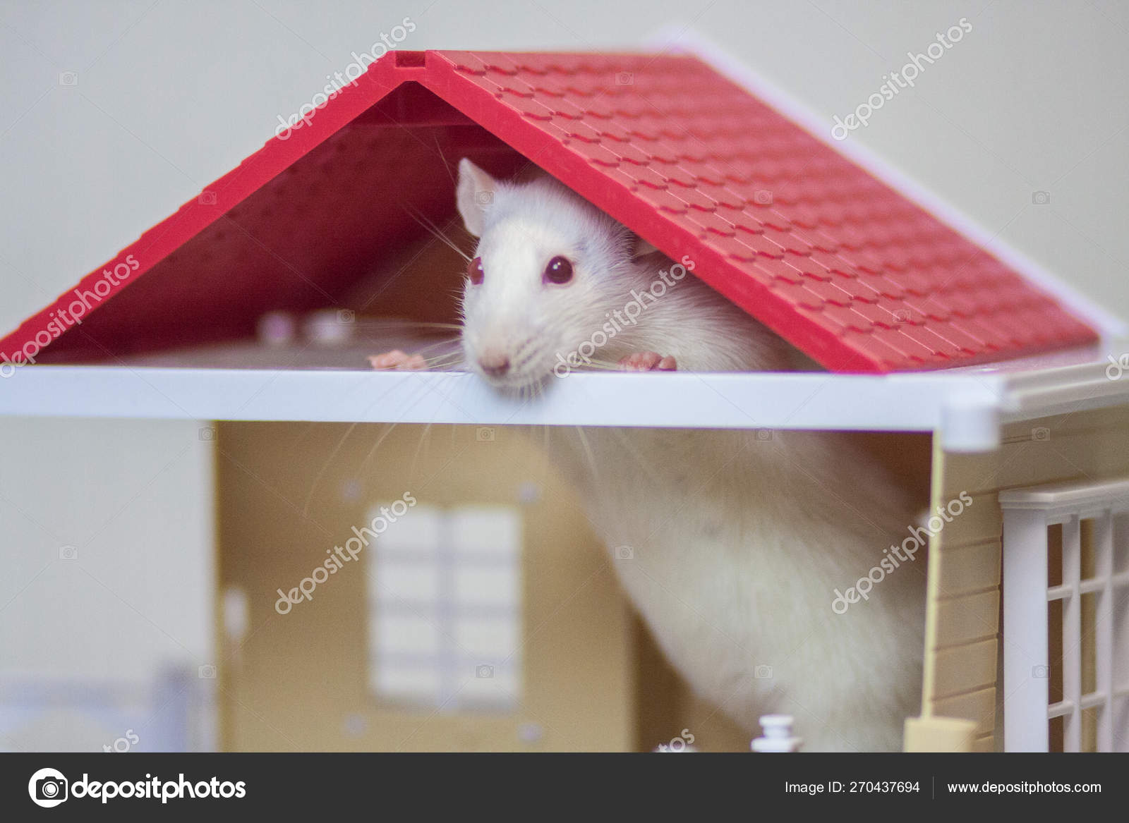 The concept of animal shelter. Accommodation for pets. White rat ... The concept of animal shelter. Accommodation for pets. White rat ...