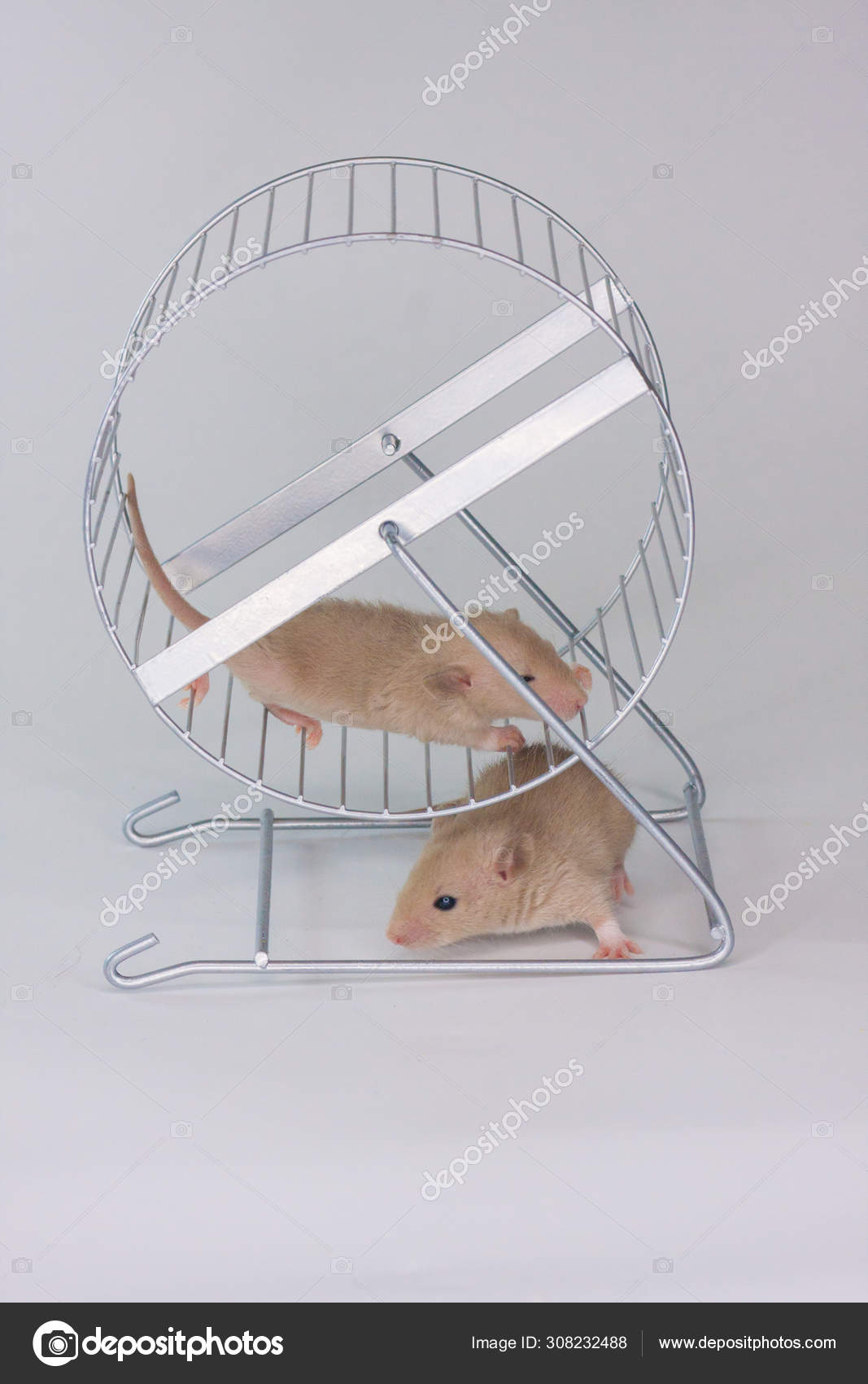Rats run in the wheel. Mice spin a special wheel for rodents. — Stock ...