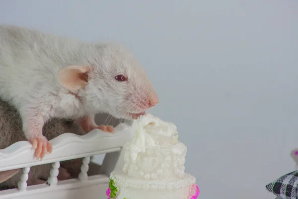 Funny cake Stock Photos, Royalty Free Funny cake Images | Depositphotos