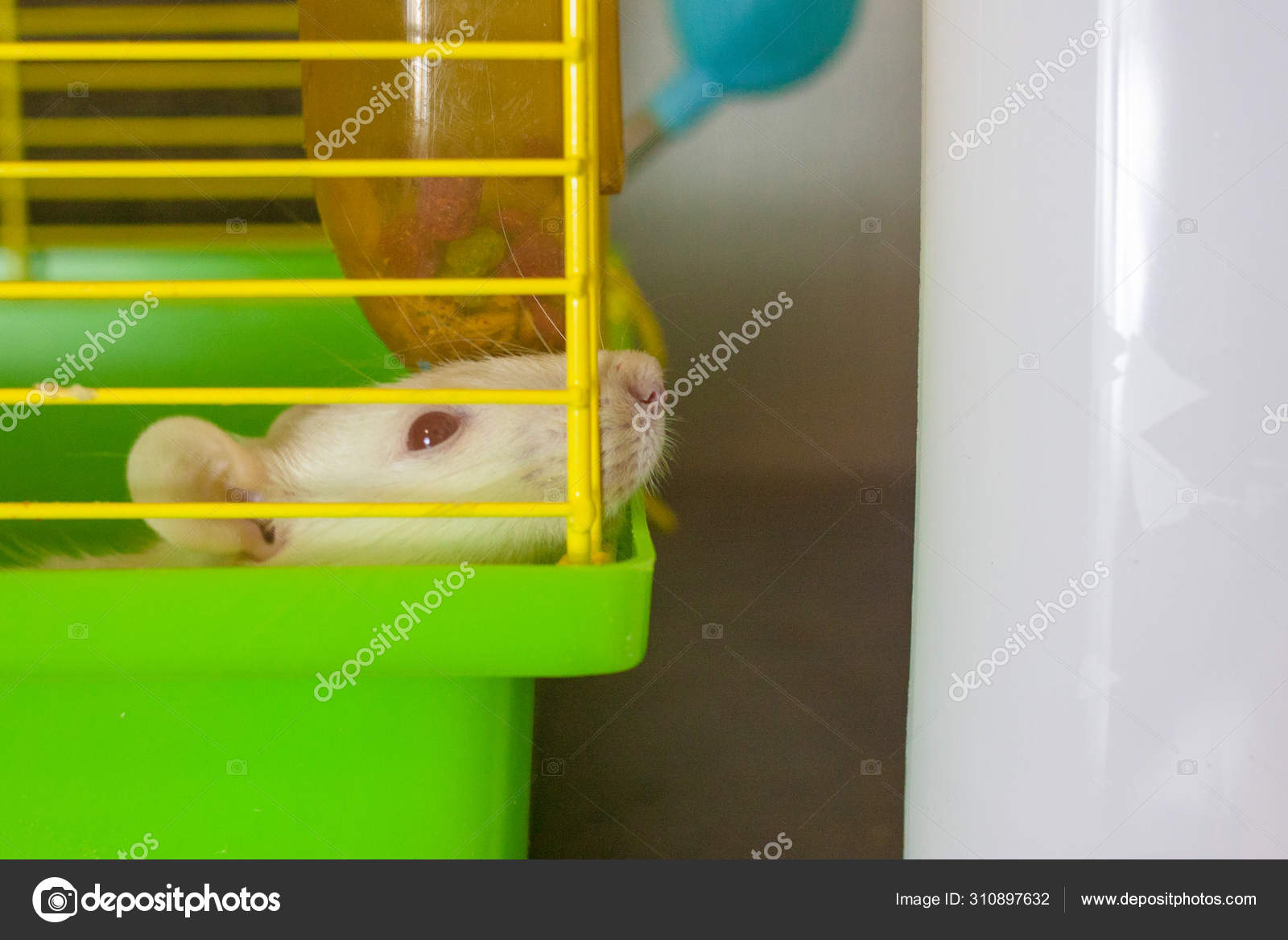 El hocico del ratón mira fuera de la jaula. Una rata blanca se sienta ...