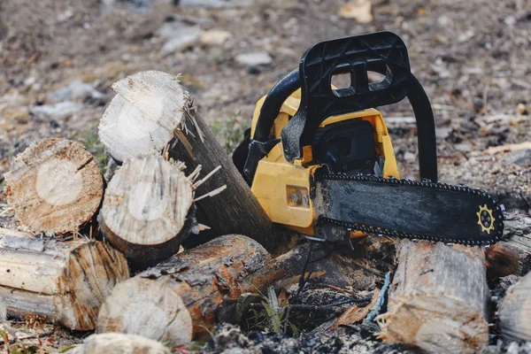 Chainsaw to cut logs lying in the forest. Chainsaw bar and cutting ...