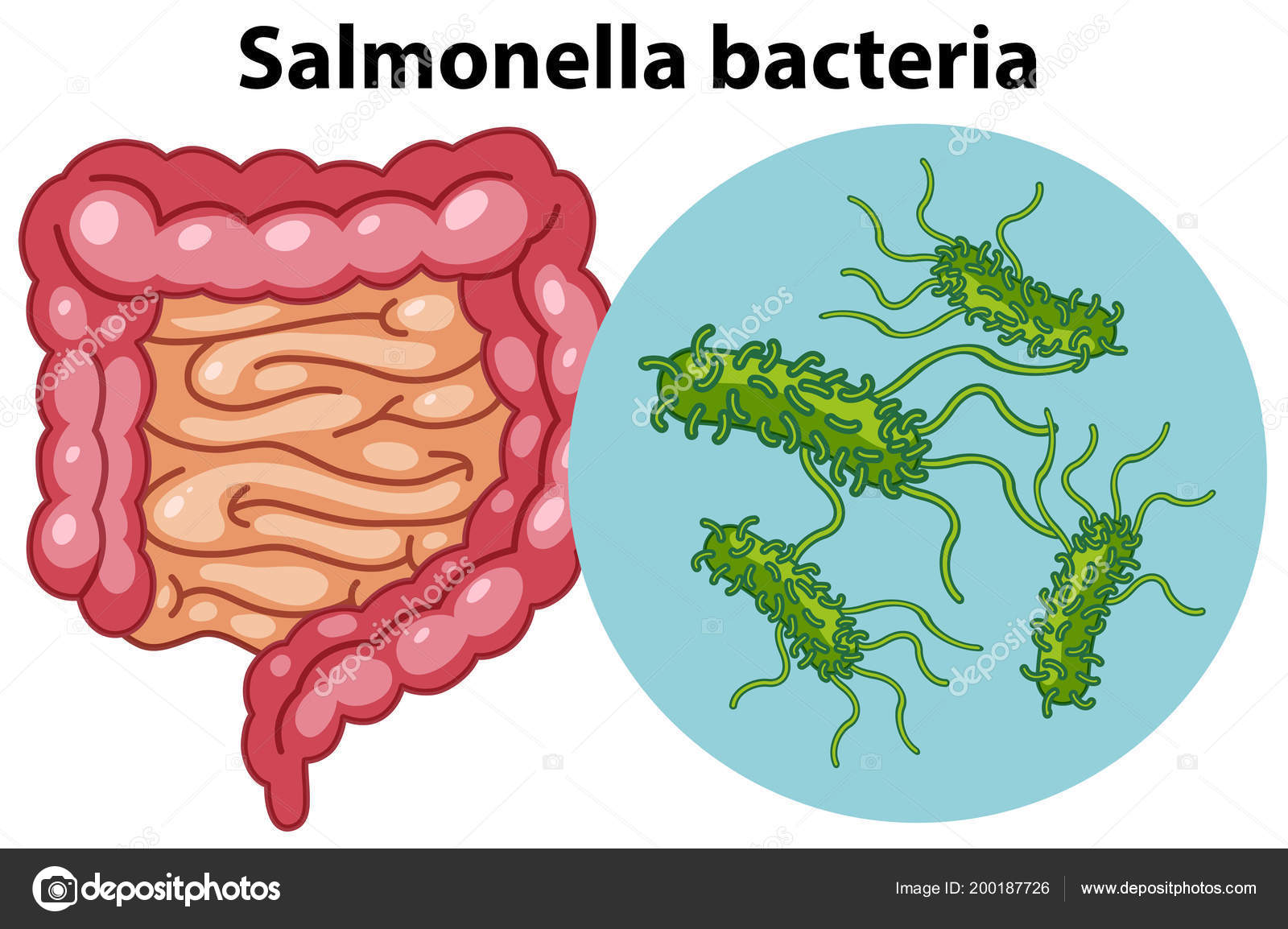 Salmonella Bacteria