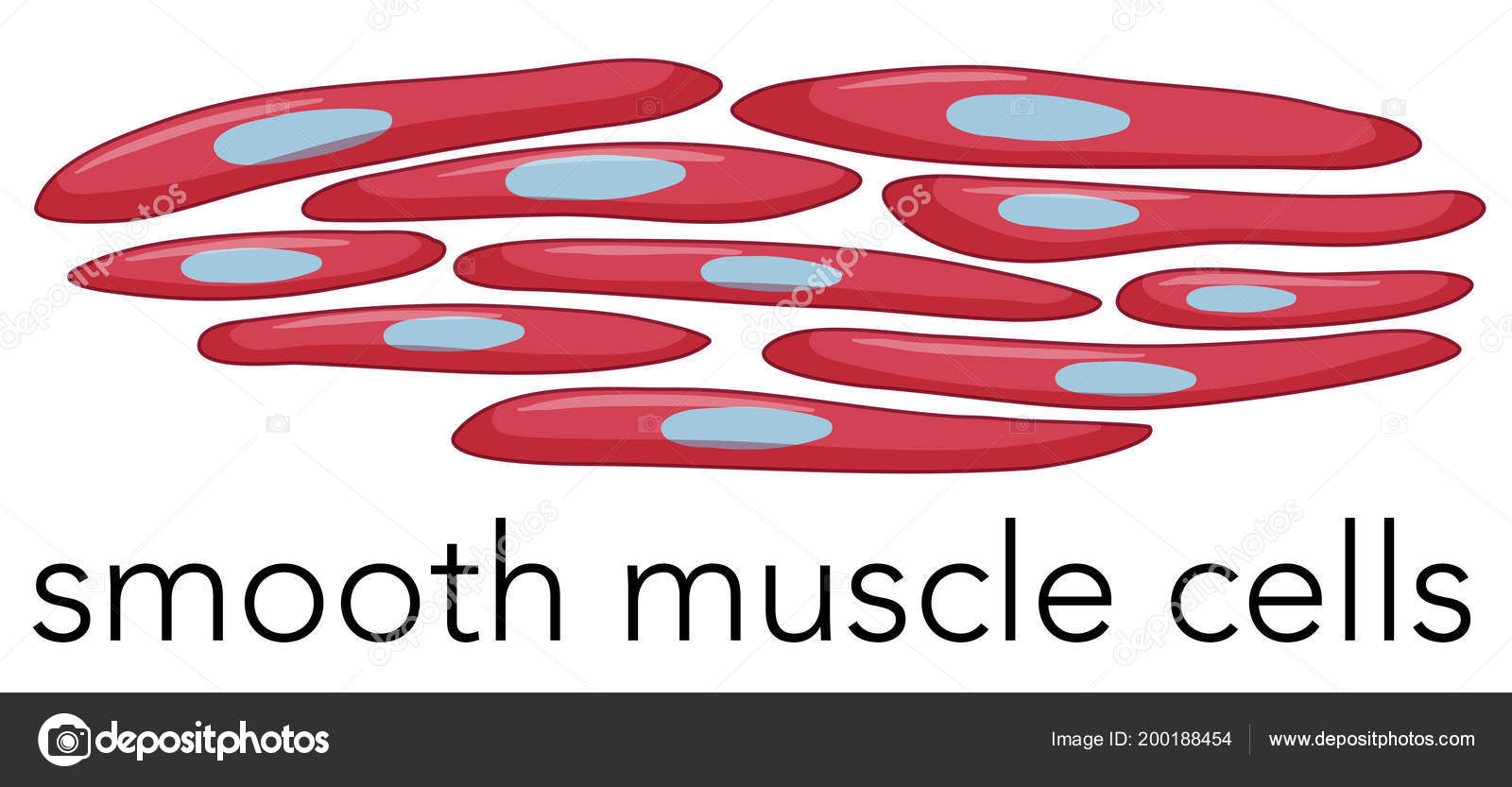 Image Smooth Muscle Cells Illustration Stock Vector Image by ©brgfx ...