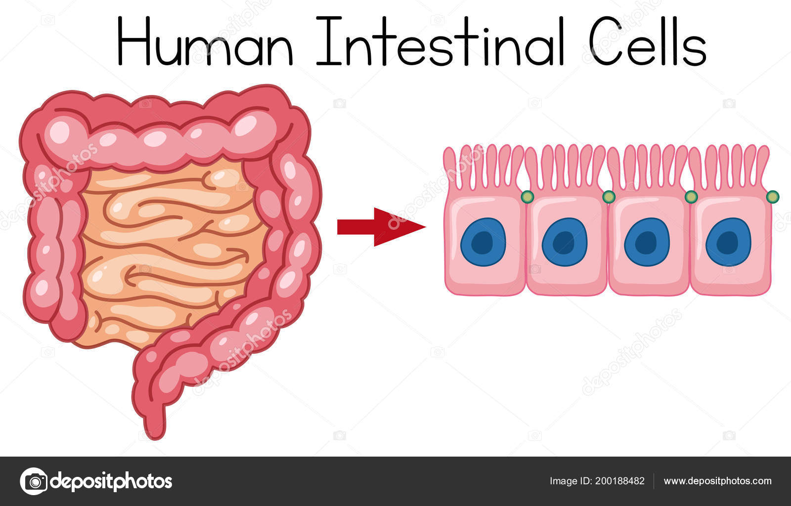 Cellules Intestinales Humaines Sur Fond Blanc Illustration Vecteur par ...