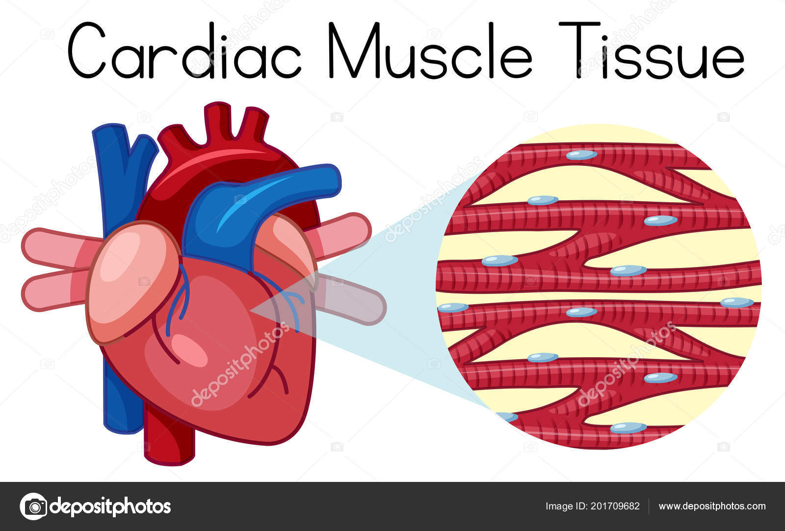 Human Cardiac Muscle Tissue Illustration Stock Vector by ©brgfx 201709682