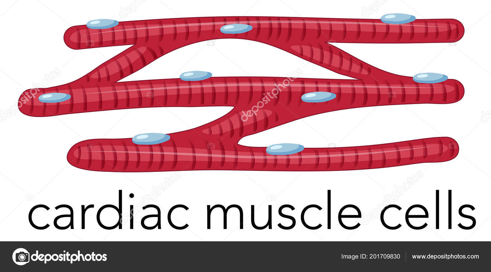 Magnfied Cardiac Muscle Cells Illustration Stock Vector by ©brgfx 201709830