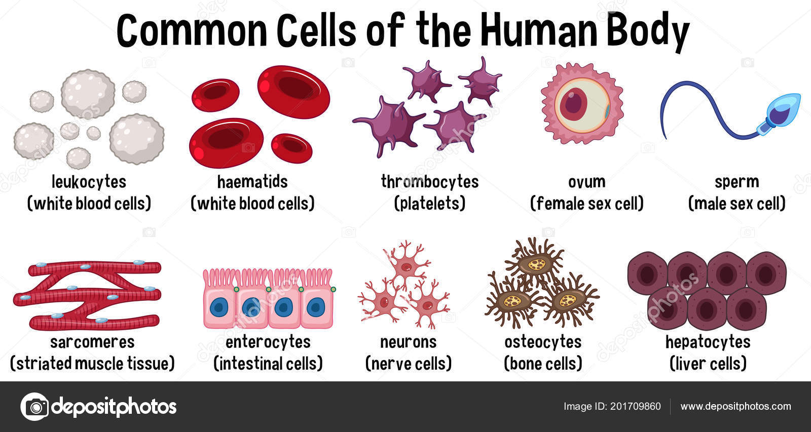 Common Cells Human Body Illustration Stock Vector Image by ©brgfx ...