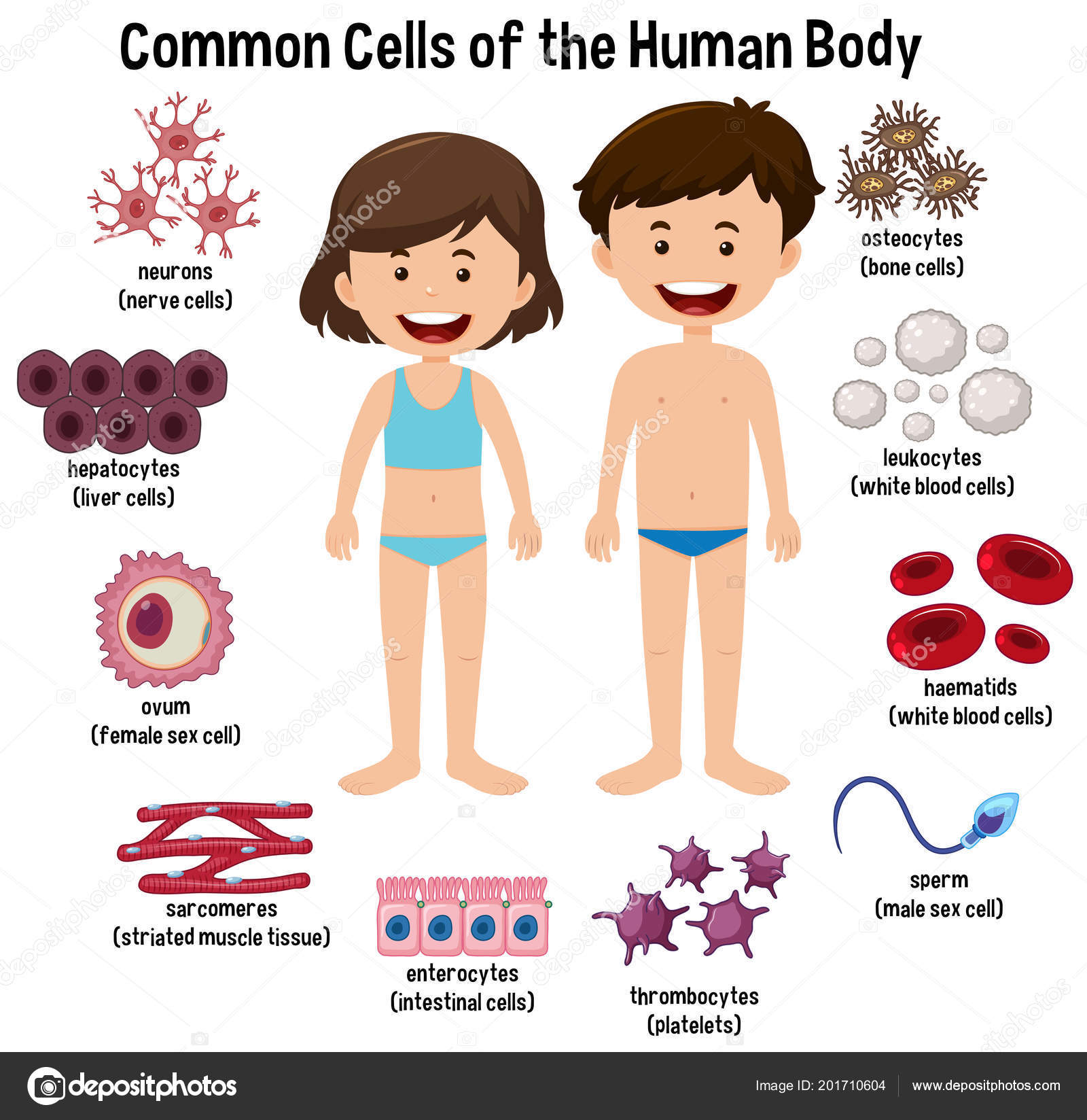 Human Body Cells For Kids