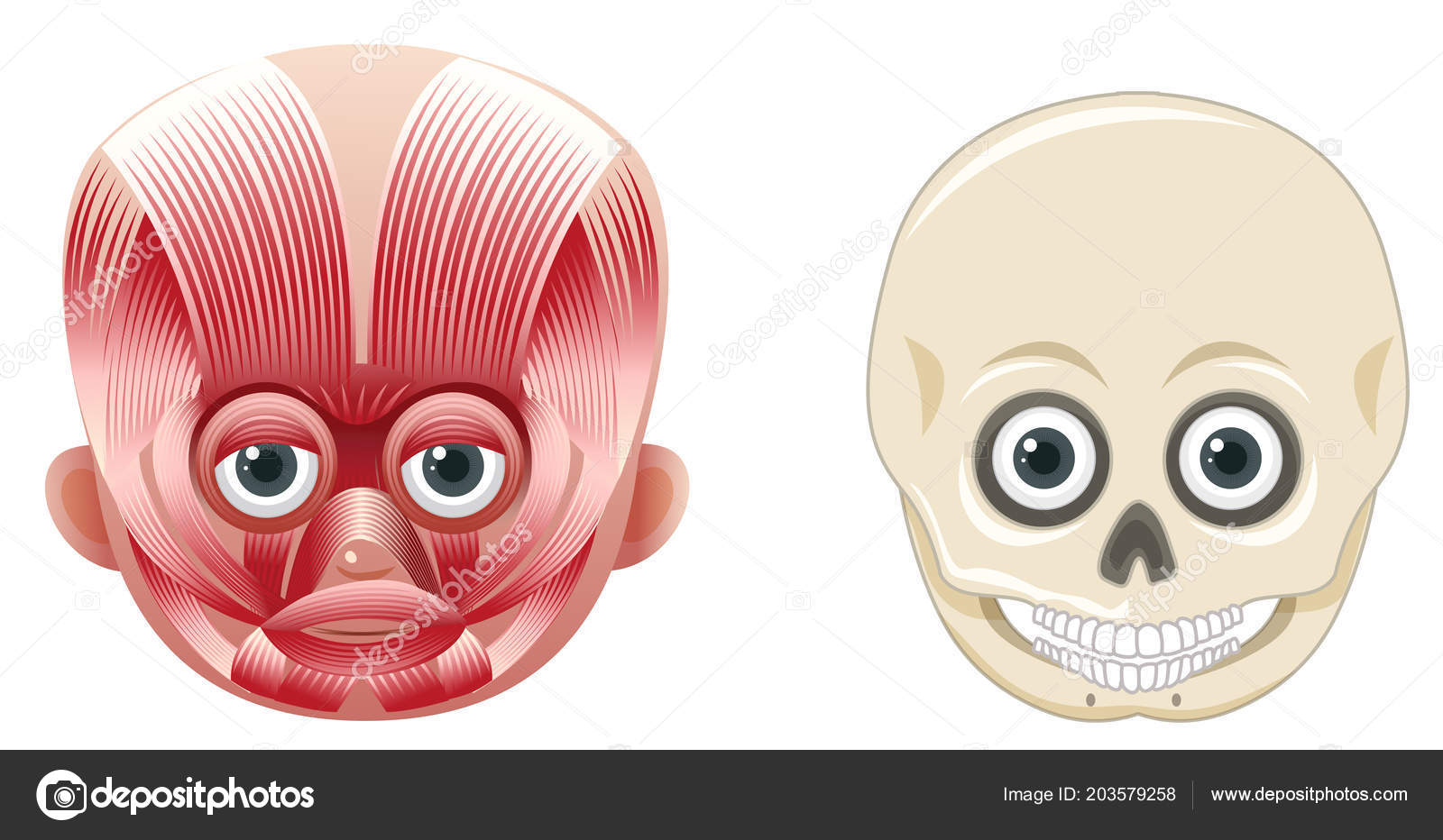 Anatomía Del Rostro Humano Ilustración Del Cráneo Vector de stock por ...