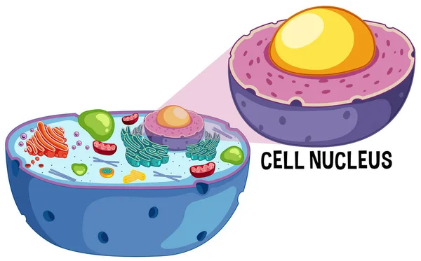 224 Nucleolus Vector Images | Depositphotos