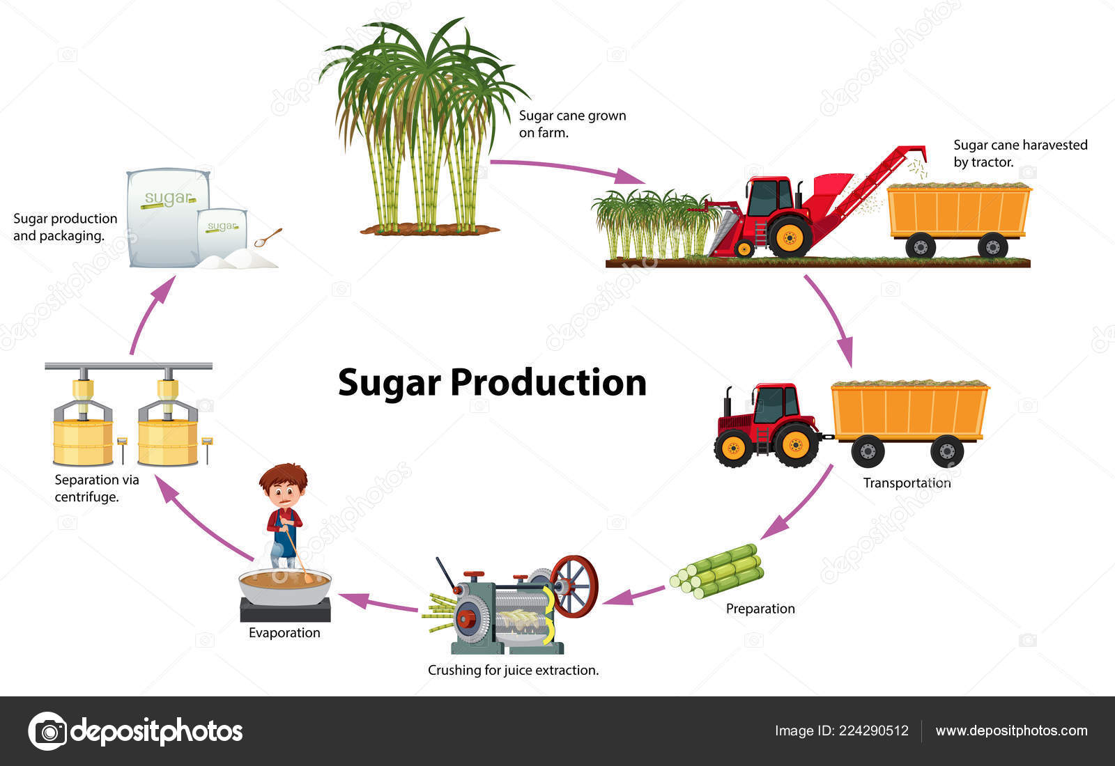 Digramme D'illustration Production Sucre image vectorielle par brgfx ...