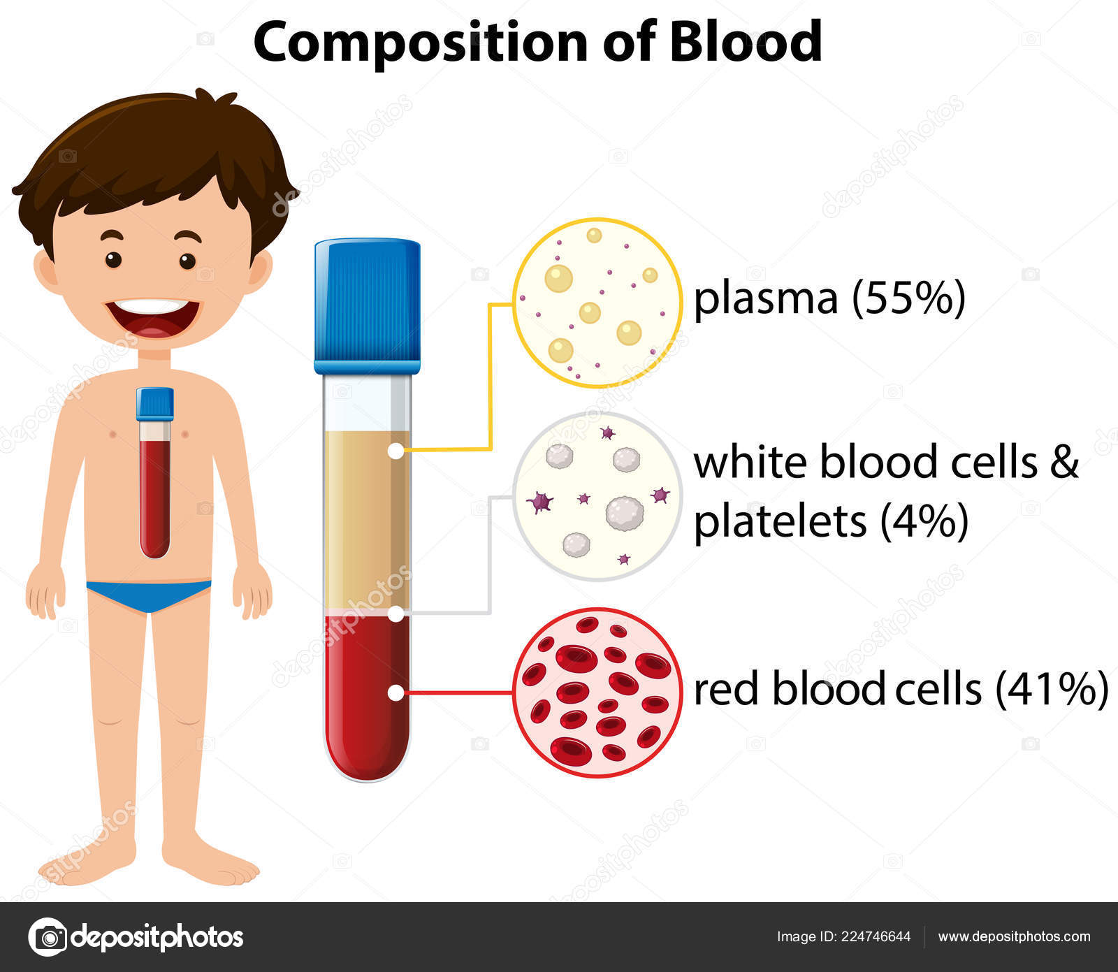 Composition Blood Diagram Illustration Stock Vector by ©brgfx 224746644