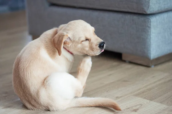 Cachorro rezando fotos de stock, imágenes de Cachorro rezando sin ...