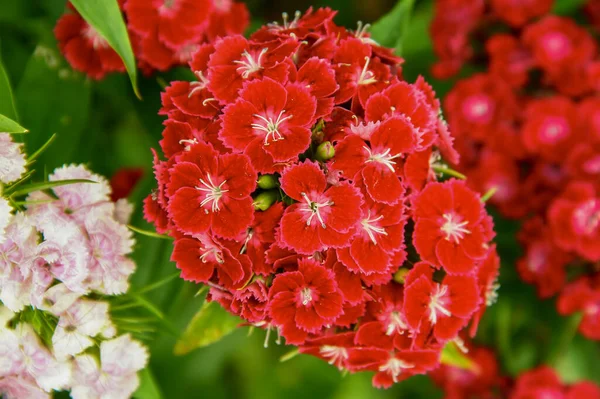 Turkish flora fotografie, zdjęcia stockowe, Turkish flora obrazy bez ...