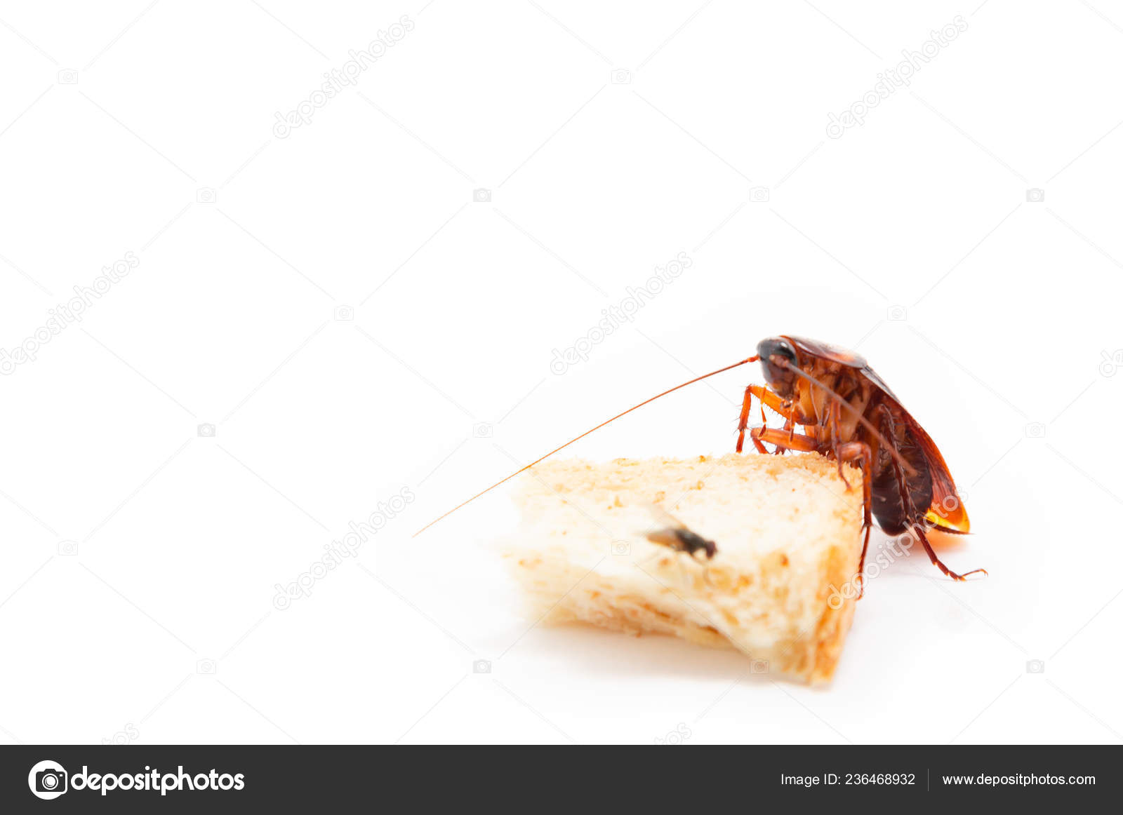 Germs Spread Brown Cockroach Eating Piece Bread — Stock Photo ...