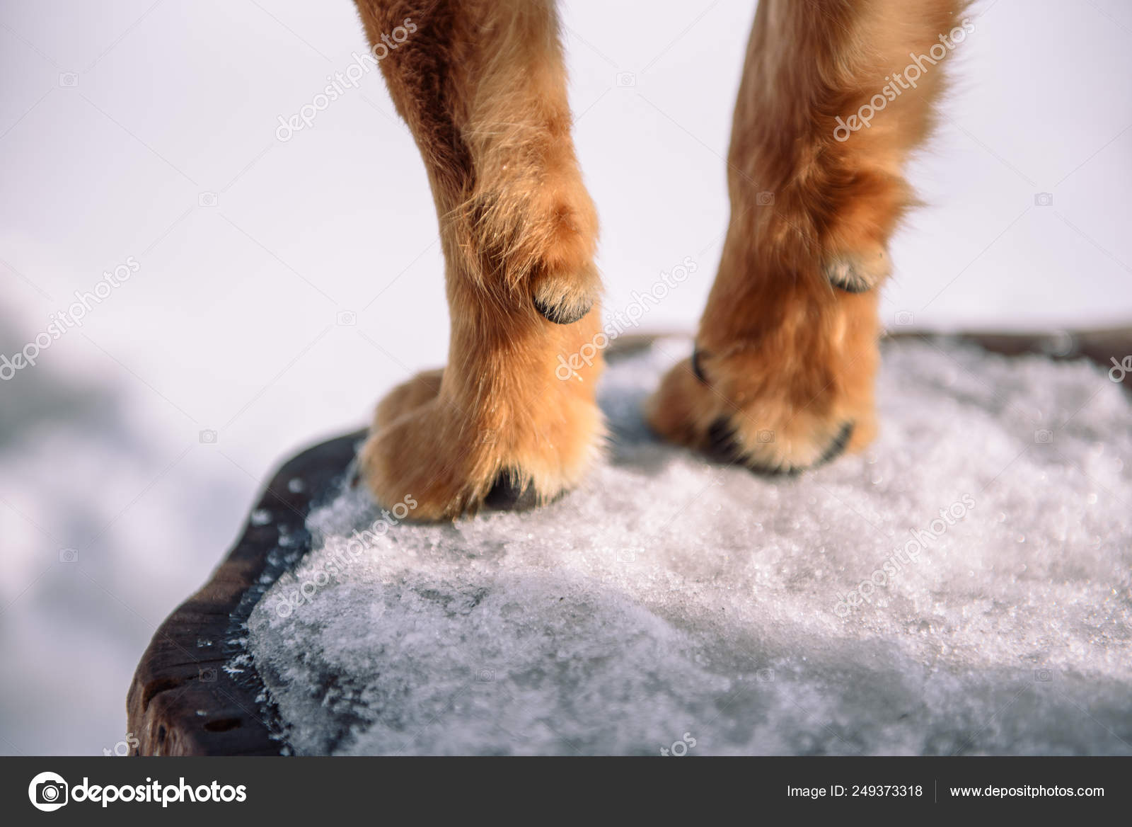 Canine paw. The legs of the dog. Home Pitolmets stands on its feet ...