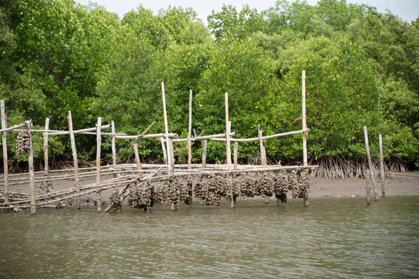Mangrove farming Stock Photos, Royalty Free Mangrove farming Images ...