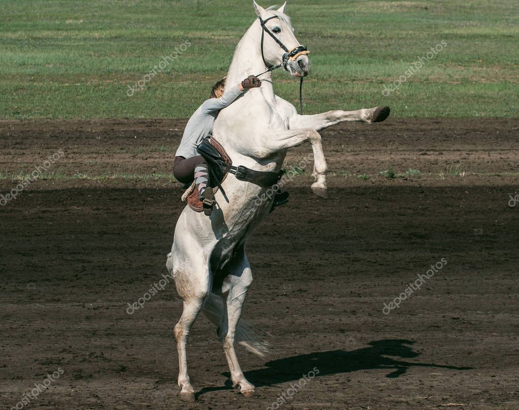 Jinete sobre caballo blanco se levanta en sus patas traseras, caballo ...