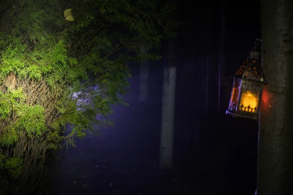 Glowing lantern in the forest Stock Photos, Royalty Free Glowing ...