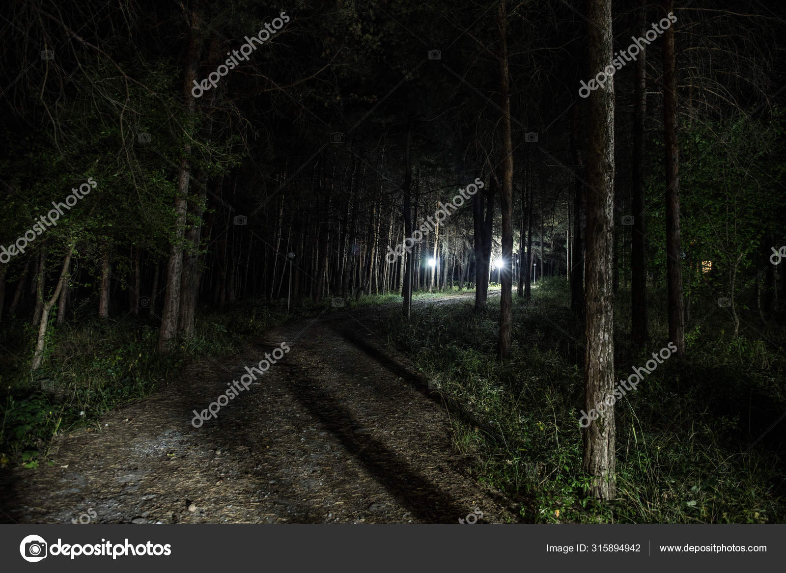 Magical lights sparkling in mysterious forest at night. Pine forest ...