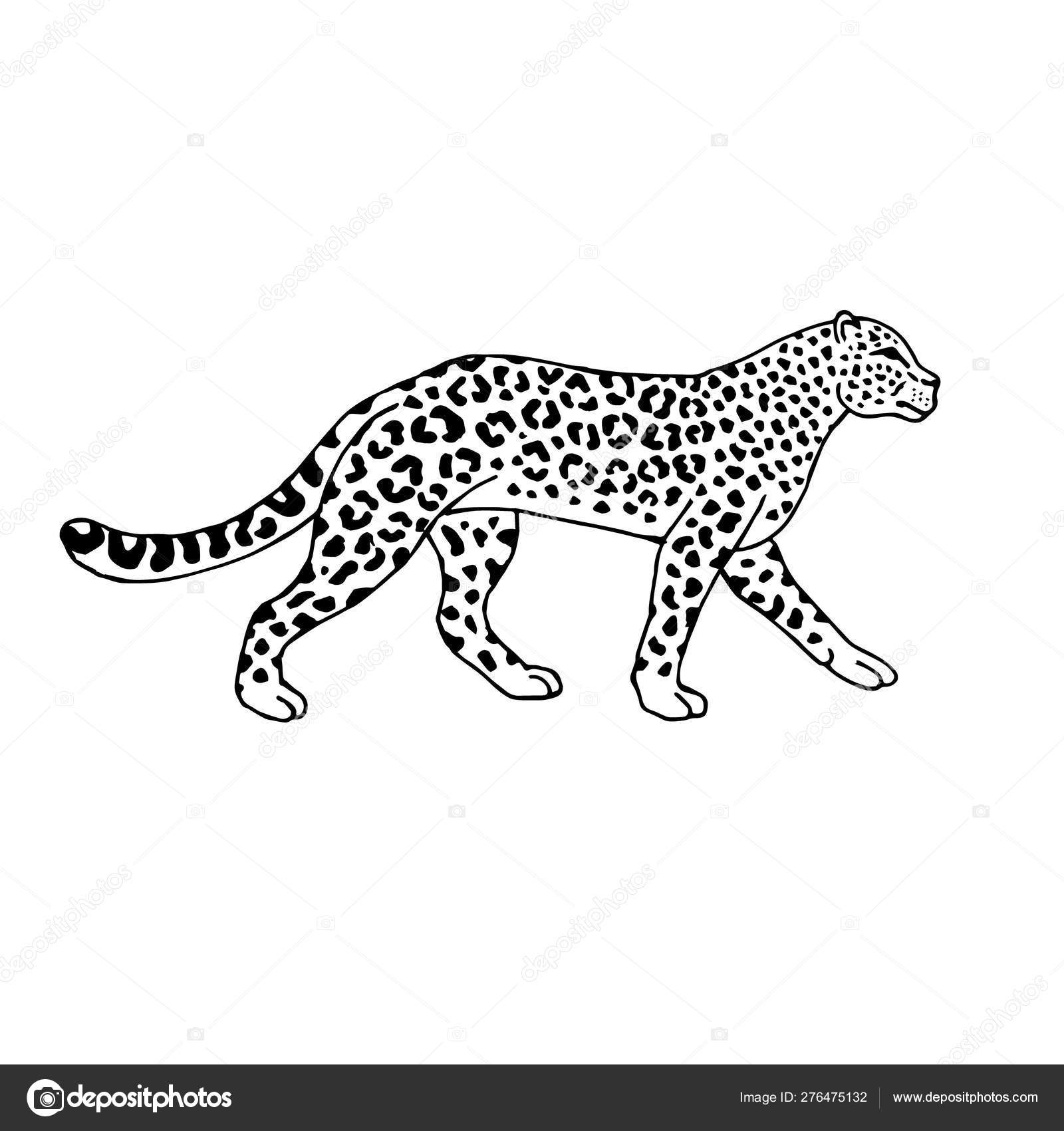Vector hand drawn doodle sketch leopard Stock Vector Image by ©Swetsol ...