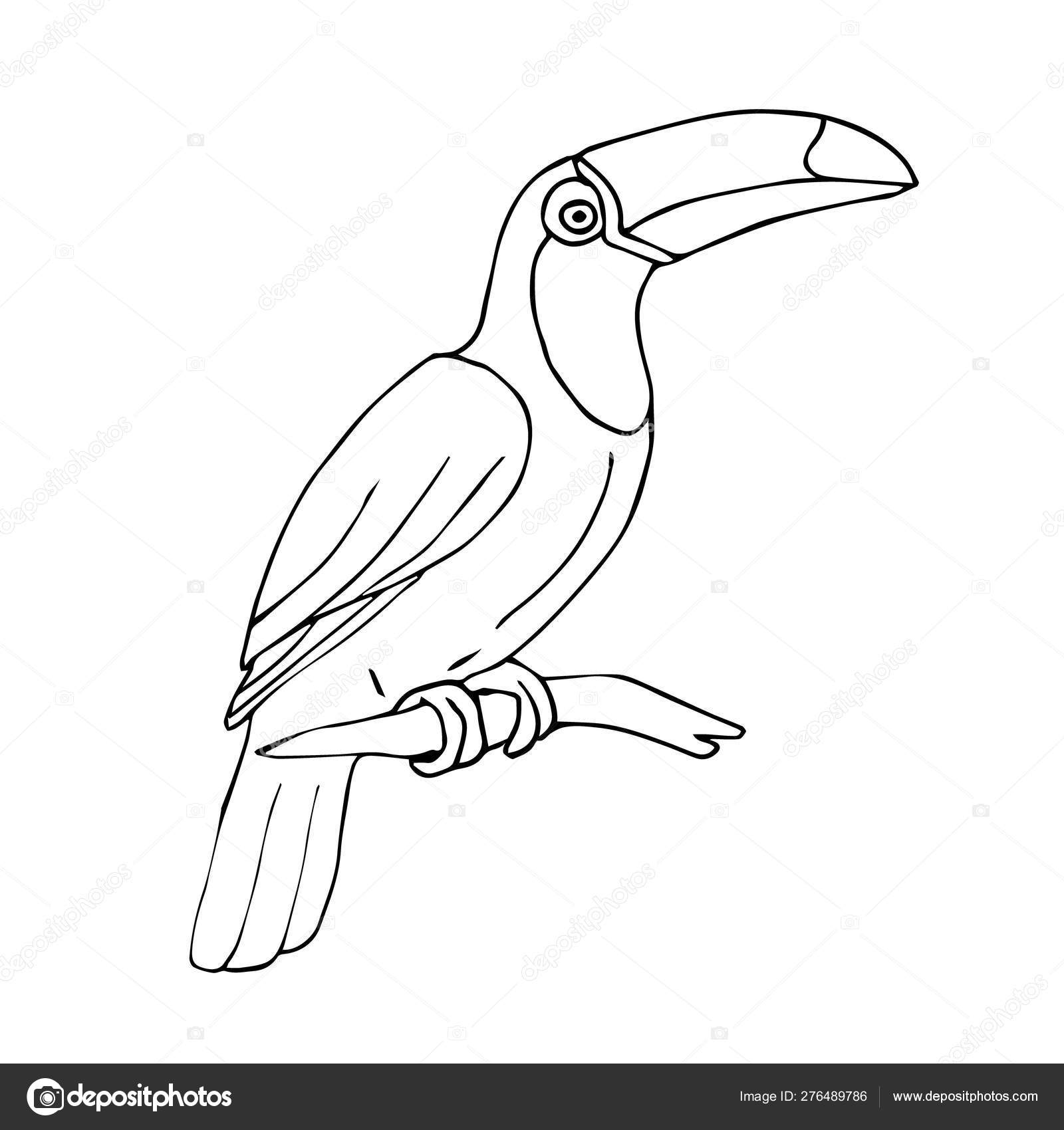 Ilustración De Tucán En Blanco Y Negro
