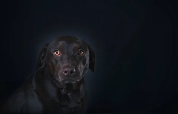 The portrait of a black Labrador dog taken against a dark backdrop ...