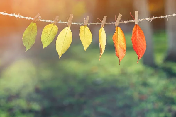 The autumn leaves transition from green to red on wooden clothespins ...