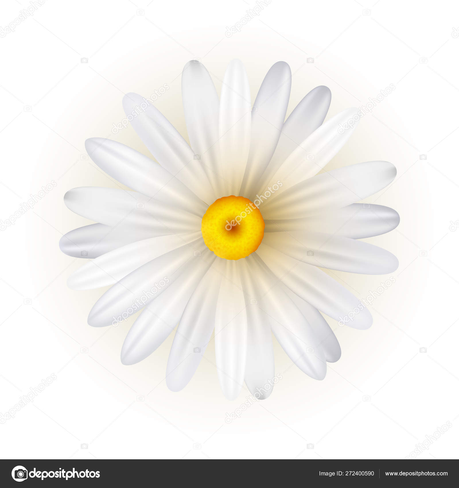 Manzanilla blanca linda Vector de stock #272400590 de ©rioabajorio